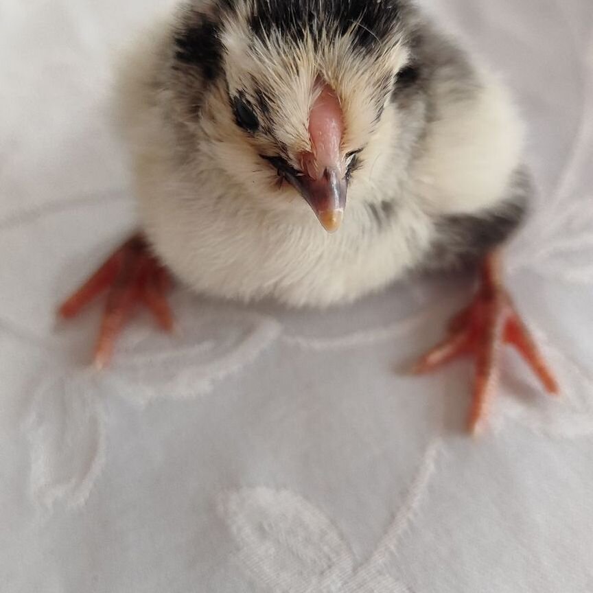 Цыплята Маран медно окаймлённый