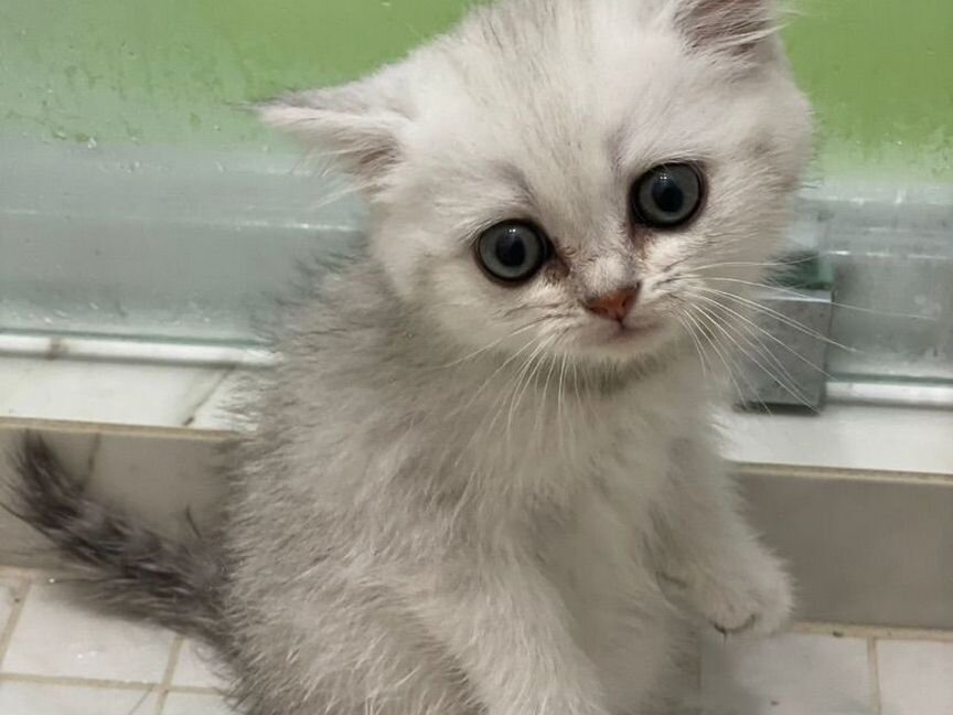 Британская кошка
