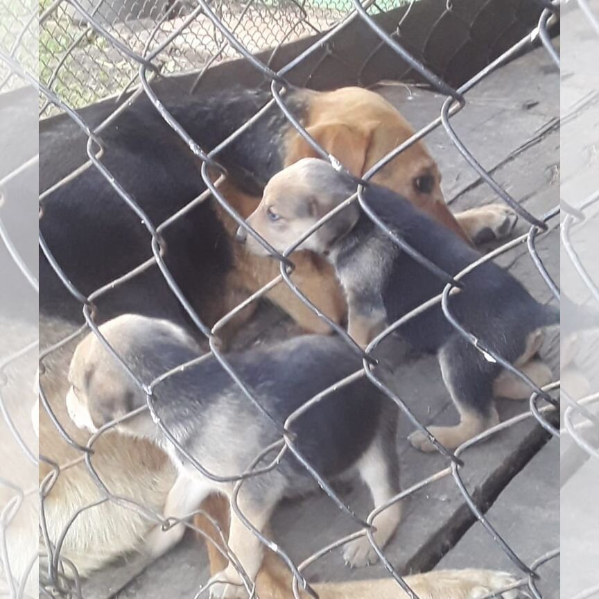 Русская гончая