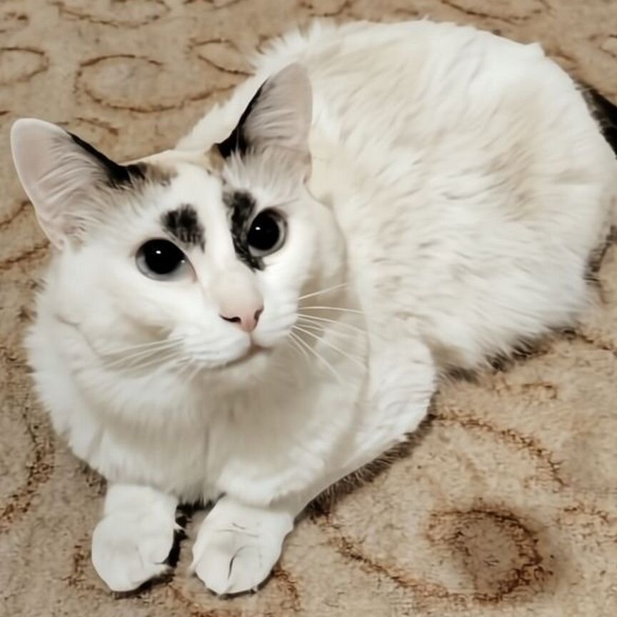 Взрослая, Девочка кошка в добрые руки