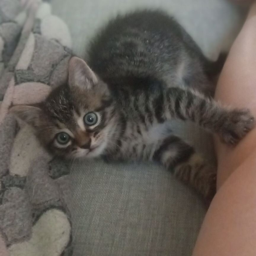 Котик бесплатно