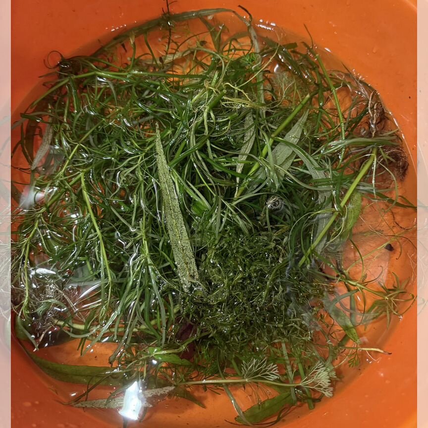 Аквариумная прополка