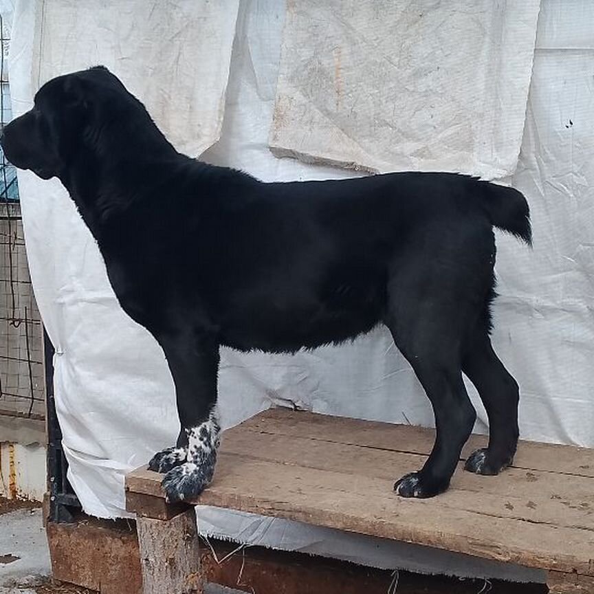 Среднеазиатская овчарка, взрослая собака