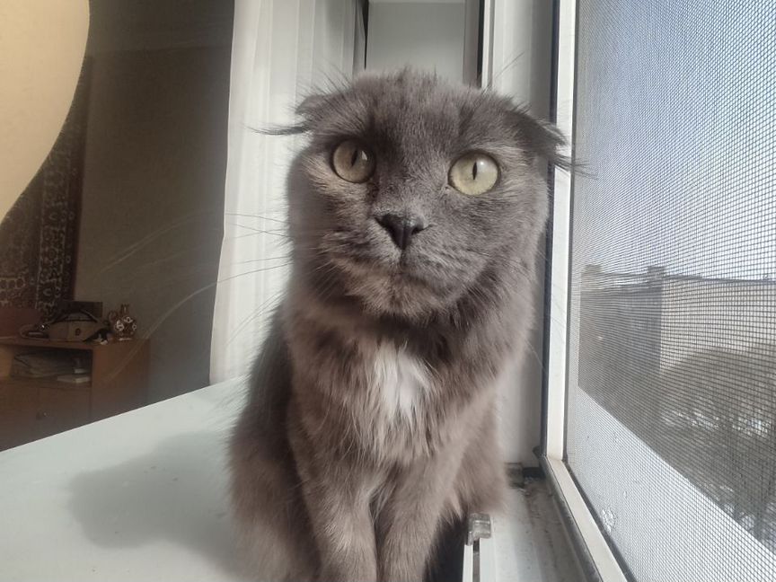 Найдена кошка