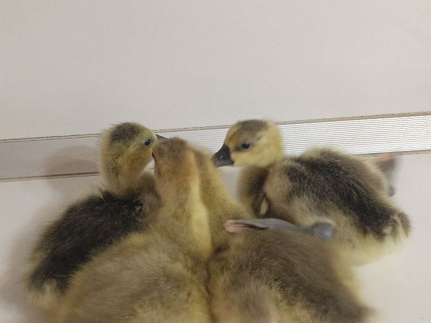 Гусята недельные помесь холмогора и линды