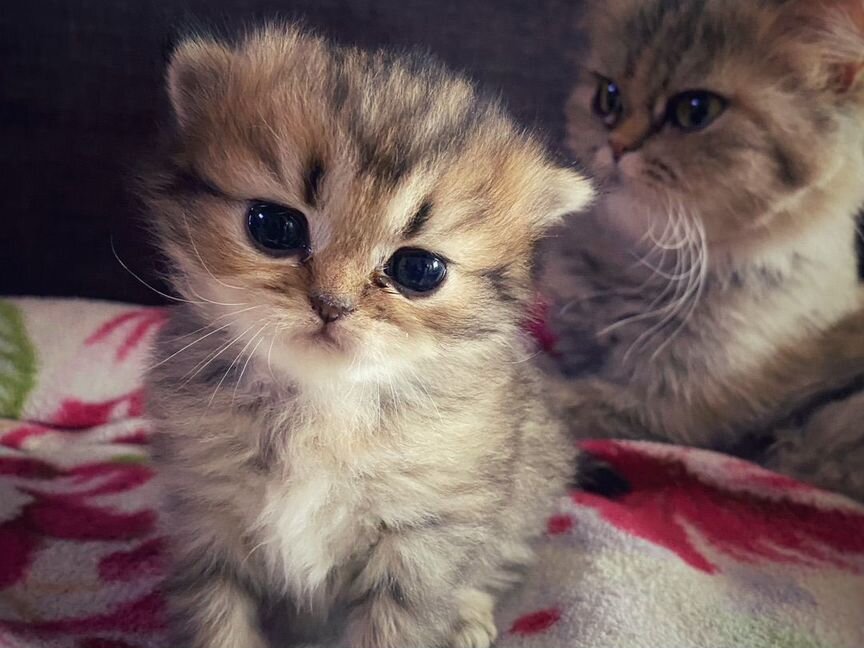 Персидская кошка