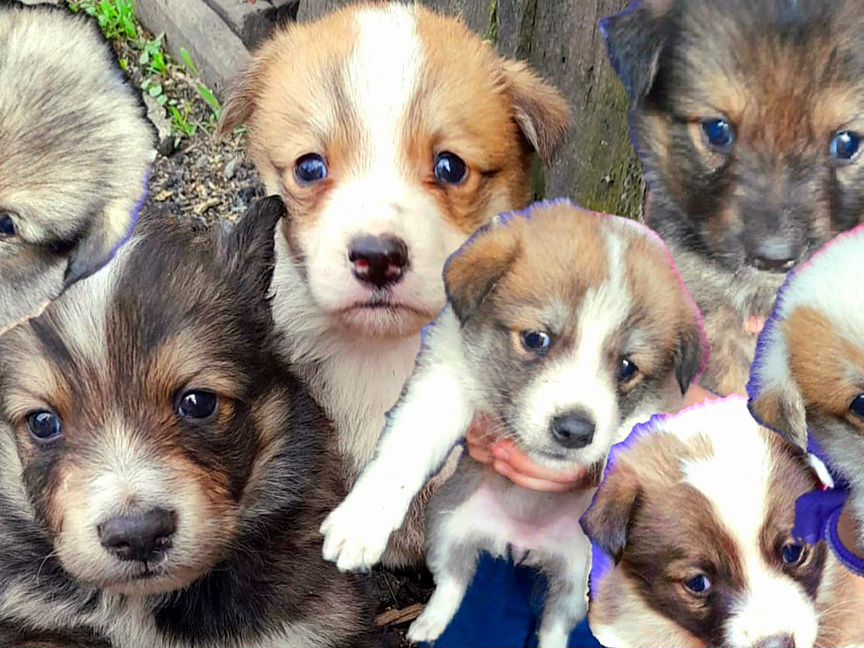 Щенки 1,5 мес среднего размера доставим