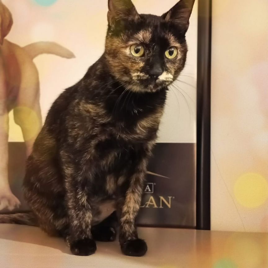 Кошки в добрые руки