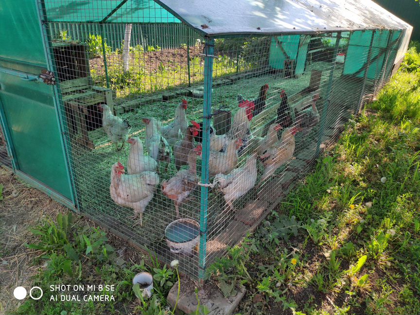 Куры несушки