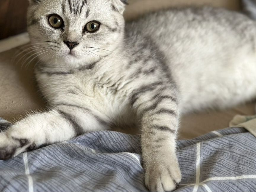Шотландский вислоухий котенок 5 мес