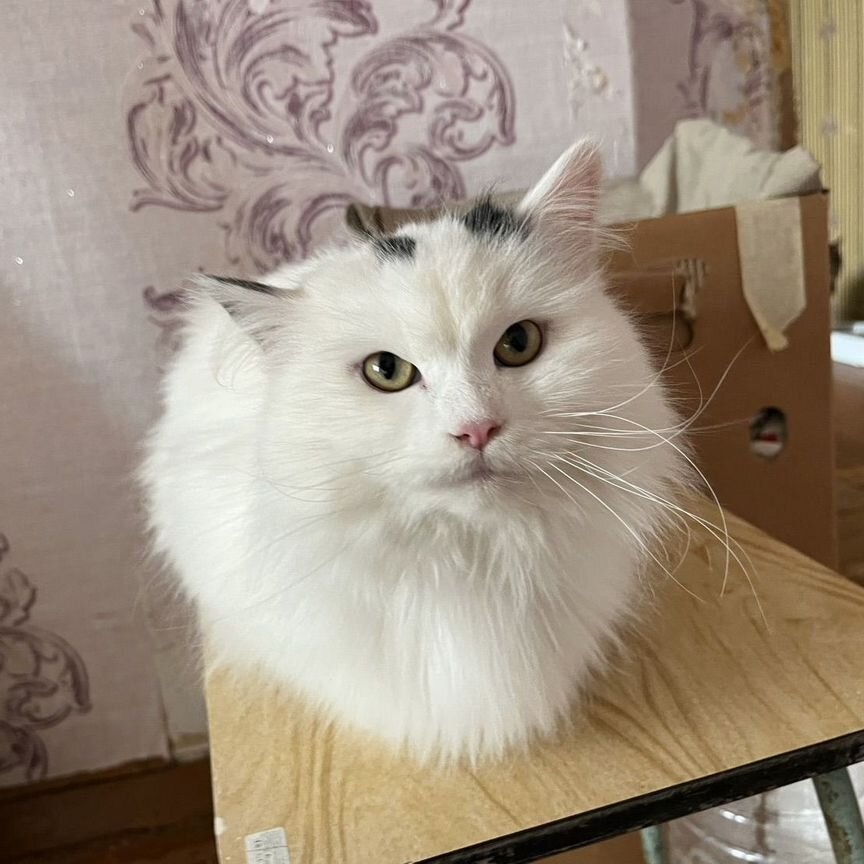 Кот