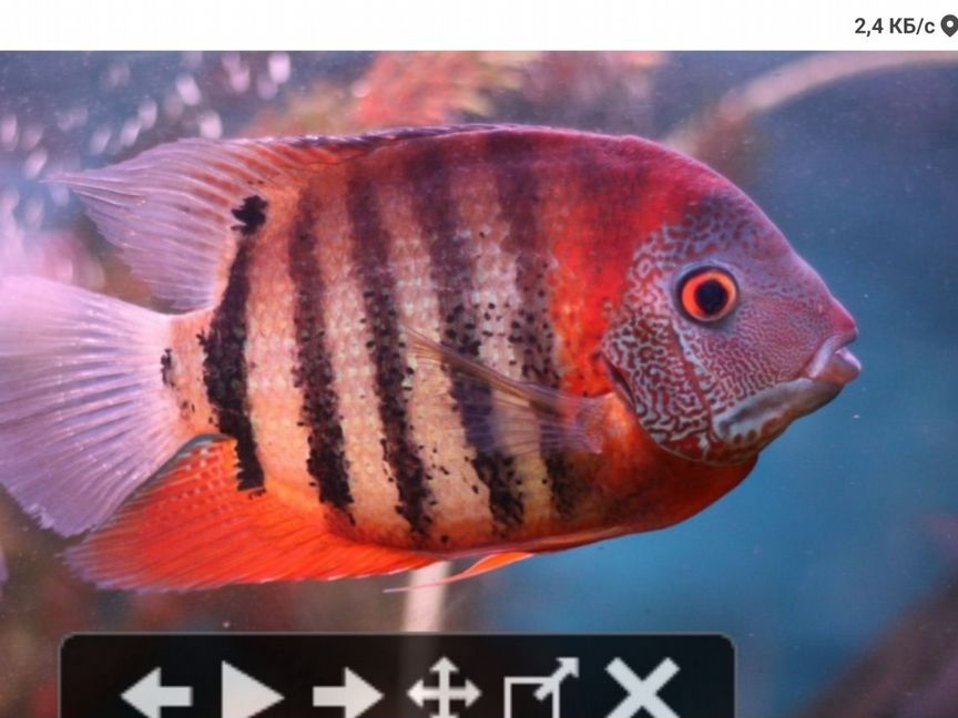 Северум Красноточечный