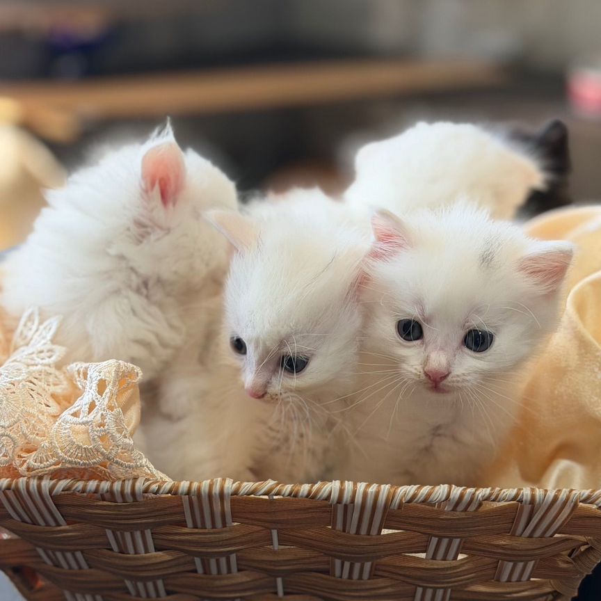 Шотландский вислоухий длинношёрстный котёнок