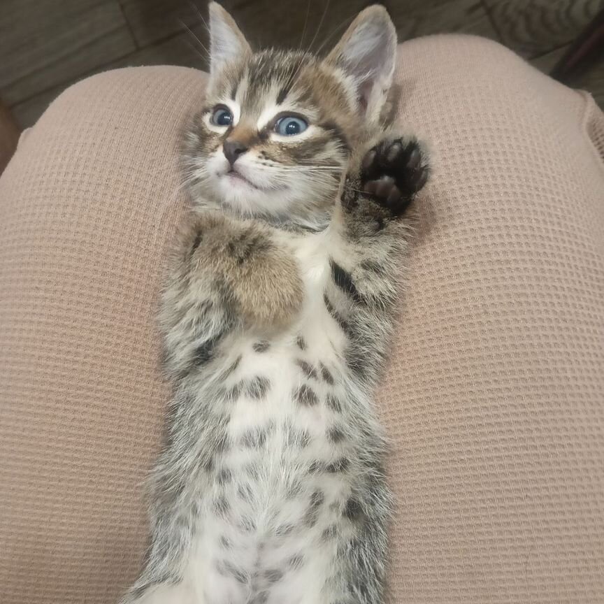Замечательный котёнок в добрые руки