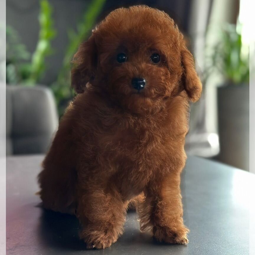 Той-пудель, щенок