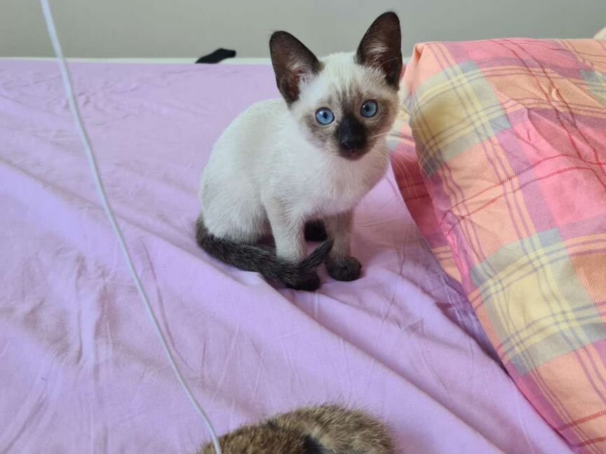 Тайские котята