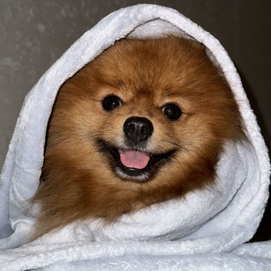 Шпиц случка ищем невесту