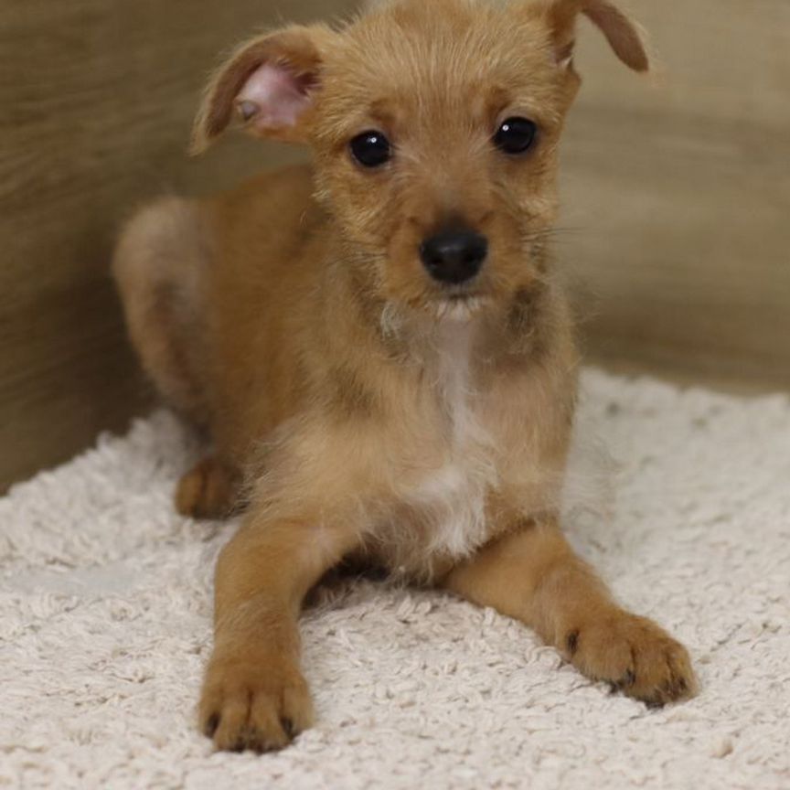 Йоркширский терьер, щенок