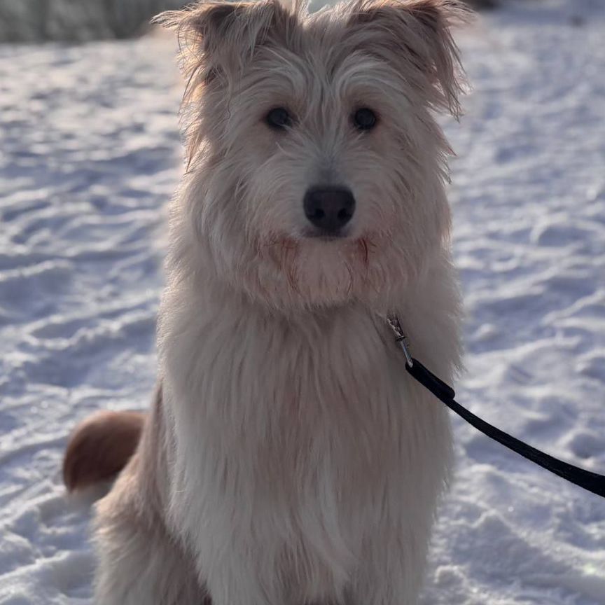 Взрослая собака в добрые руки