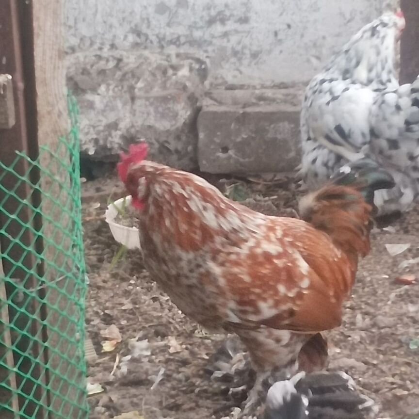 Карликовый петушок и две курочки