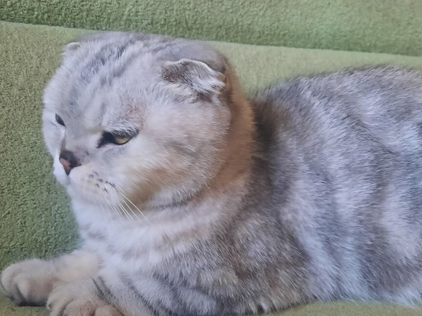 Кашка породы шотландская вислоухая