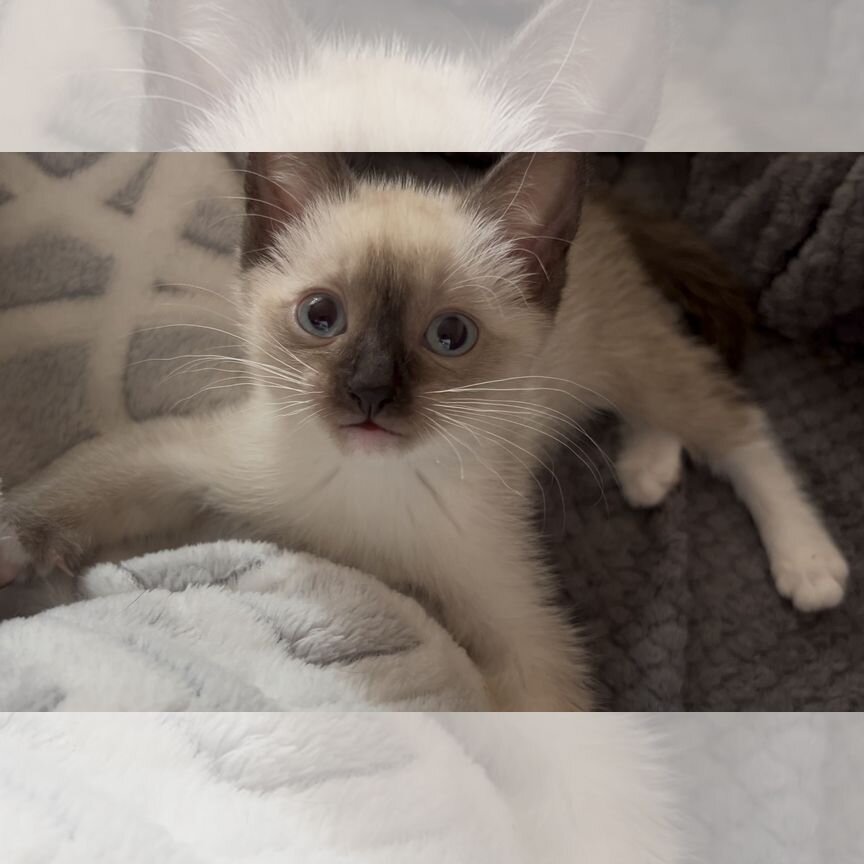 Котёнок в добрые руки