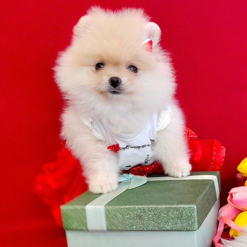 Померанский шпиц, щенок