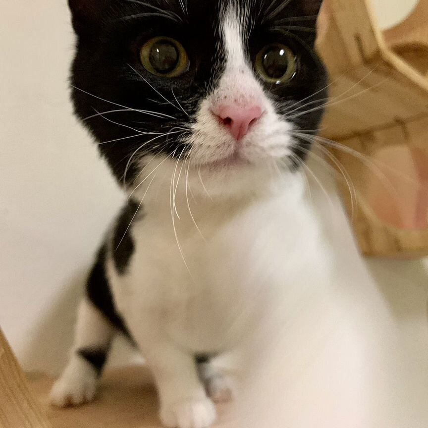 Котёнок 5мес супер ласкуша