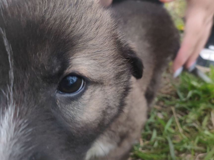 Собака в добрые руки отдам бесплатно