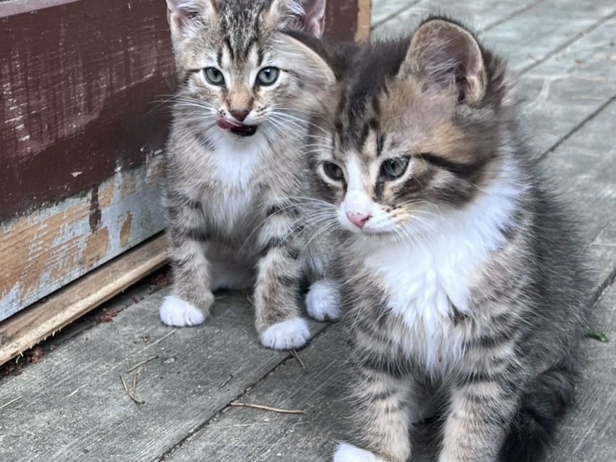 Котята в добрые руки