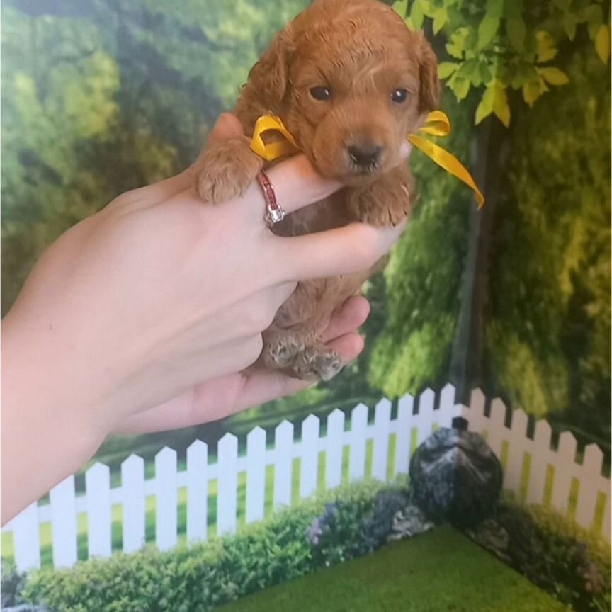 Той-пудель, щенок