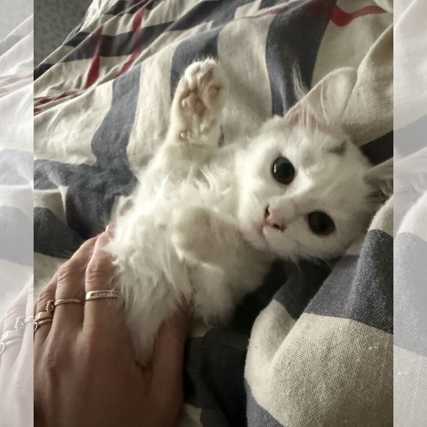 Котёнок в добрые руки