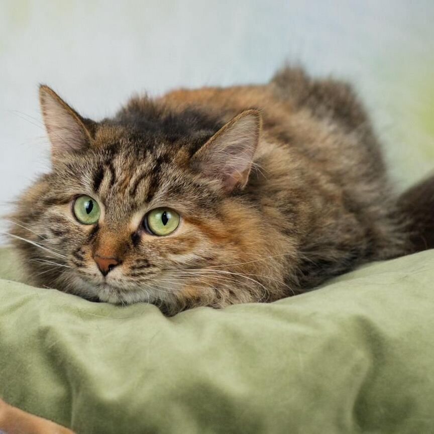 В жизни Рыси нет лучика надежды быть домашней