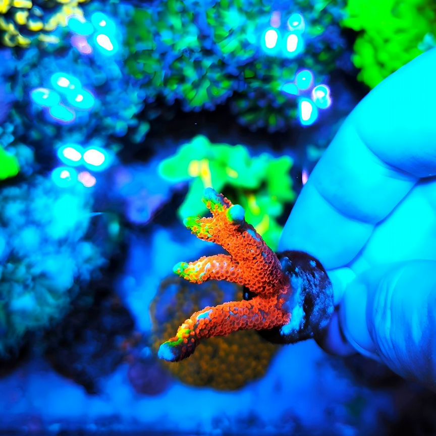 Фраги кораллов :Монтипора, Сериатопора, Бриариум