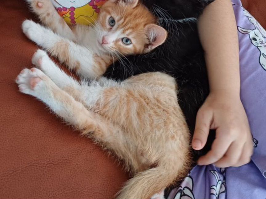 Котята