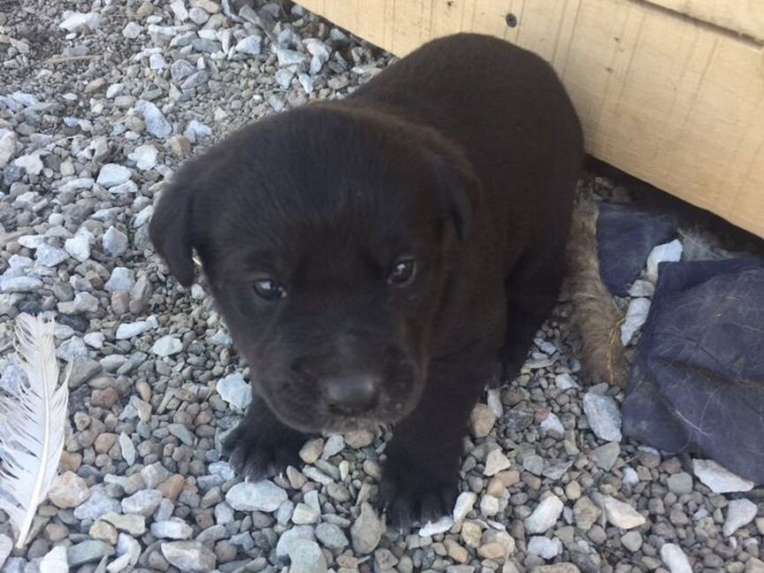 Щенки лабрадора и бельгийской овчарки