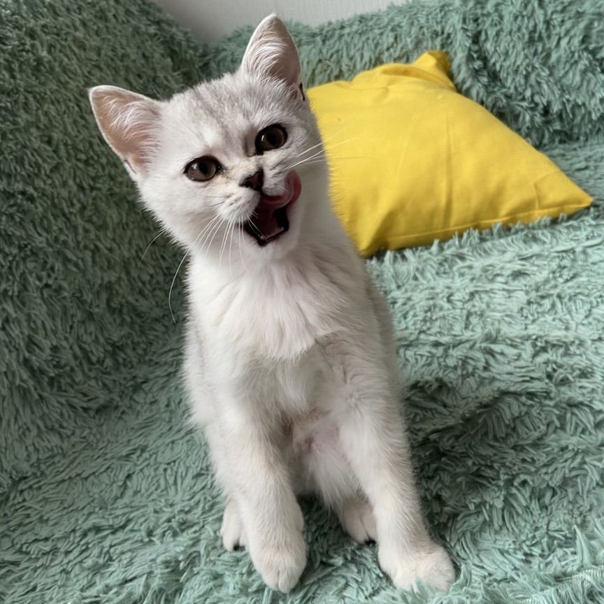 Шотландские прямоухие котята