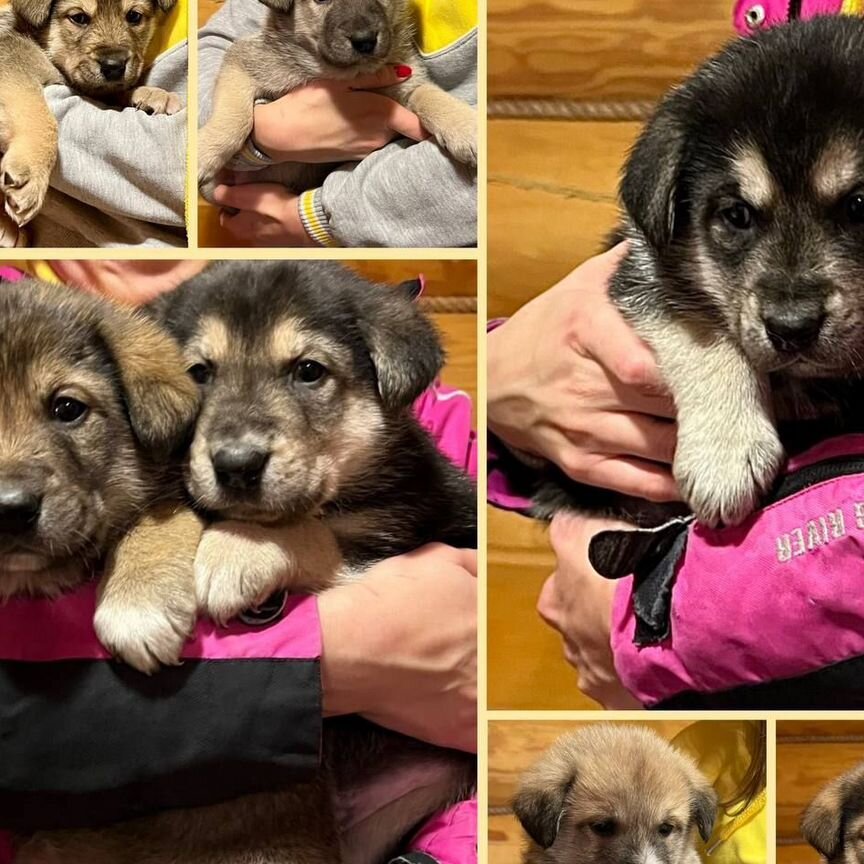 Щенки смешанной породы