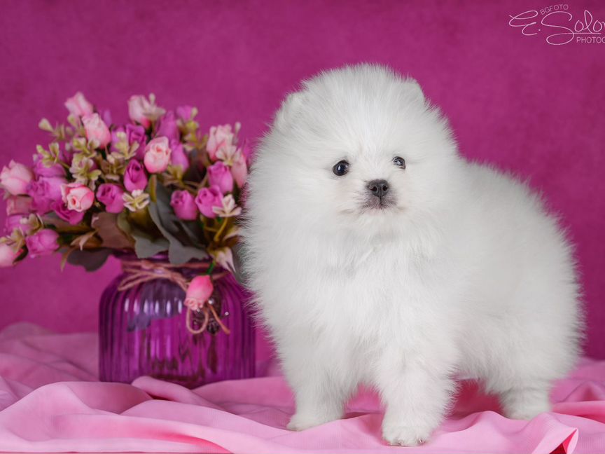 Померанский шпиц мини