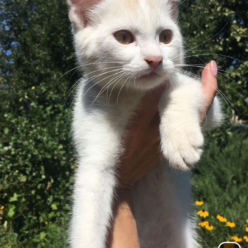Белый котик