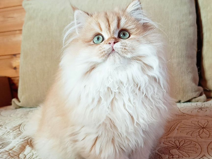 Шикарнейший британский котик