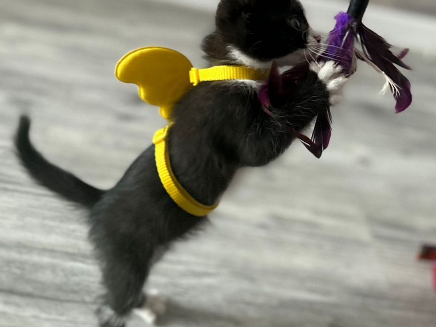 Нашли котика, котенок в добрые руки