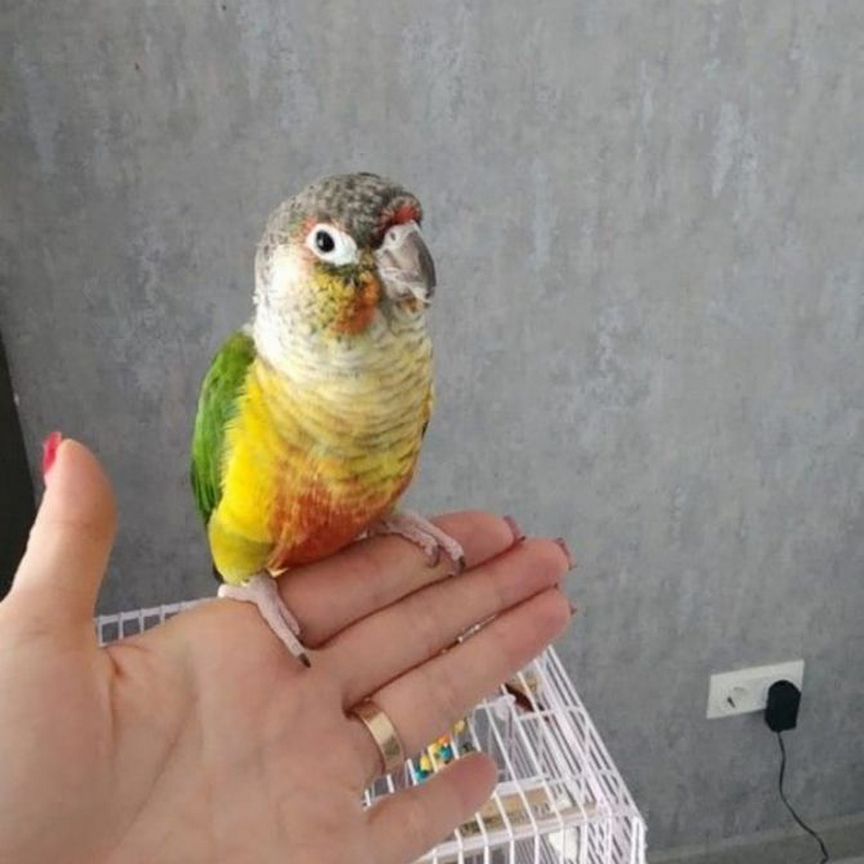 Попугай перрура