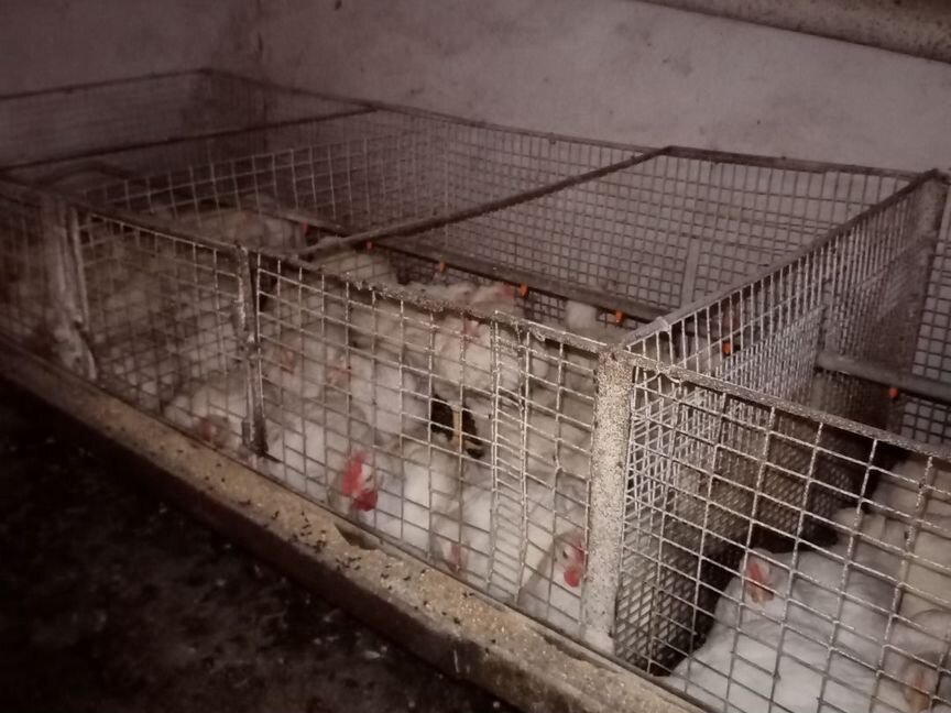 Куры бройлеры