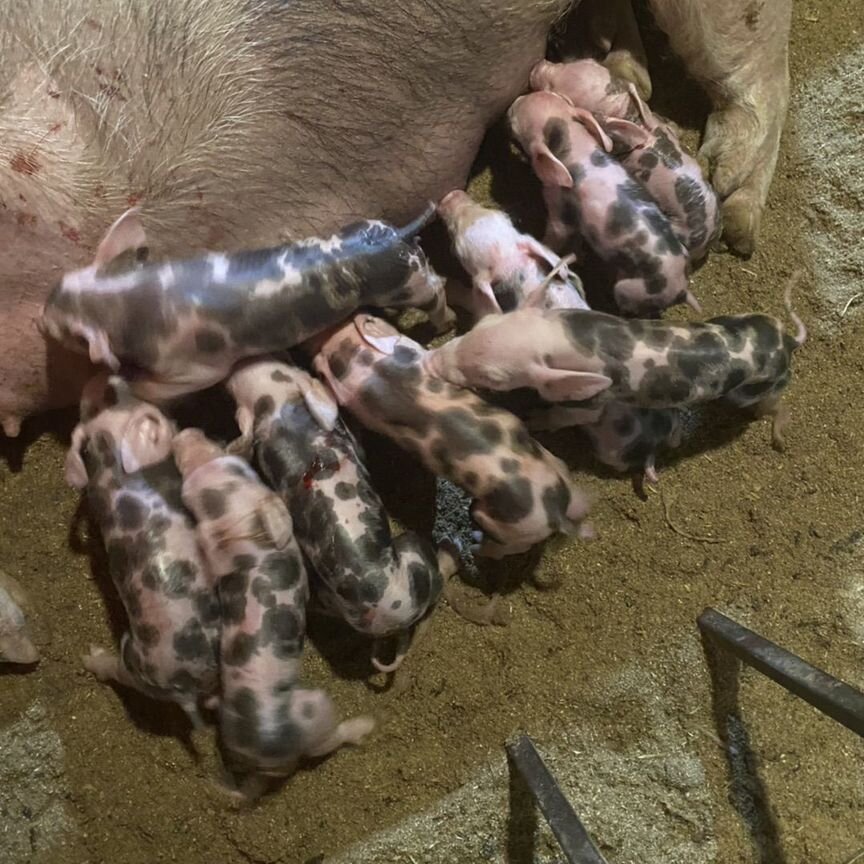 Семенной материал хряка