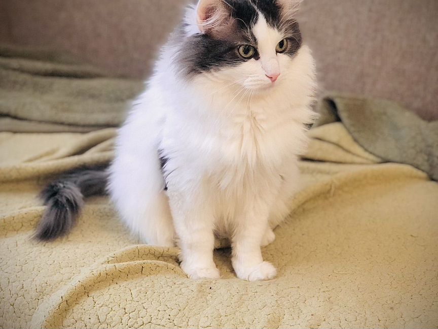Молодой крупный котик в добрые руки