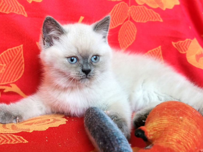 Котёнок окраса блю-пойнт