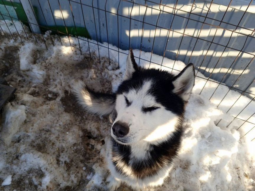 Сибирский хаски
