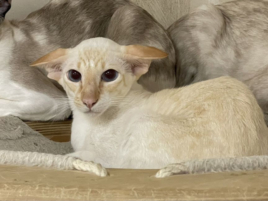 Кошечка и котик