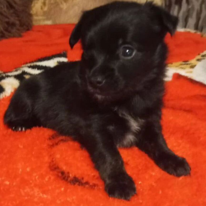 Чихуахуа, щенок